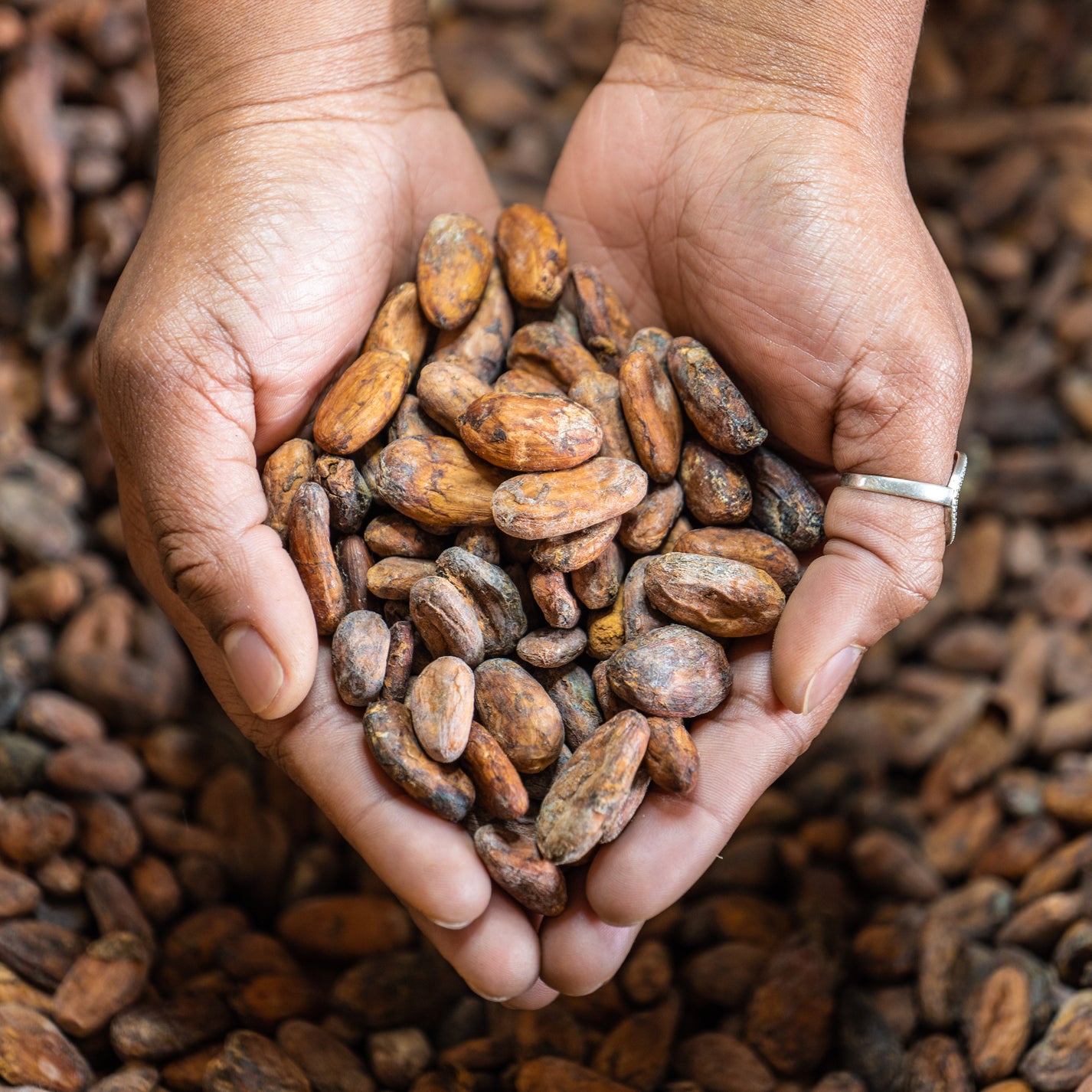 Fève de Cacao grand cru – Pow Konwu